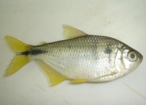 EFECADEPATOS | LAMBARI